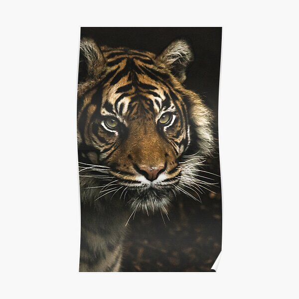 "Sumatran tiger" Poster for Sale by TDJPhotography | Redbubble