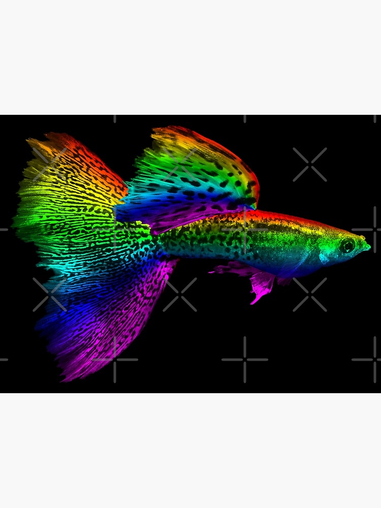 "Rainbow Guppy" Poster for Sale by Handstand365 | Redbubble