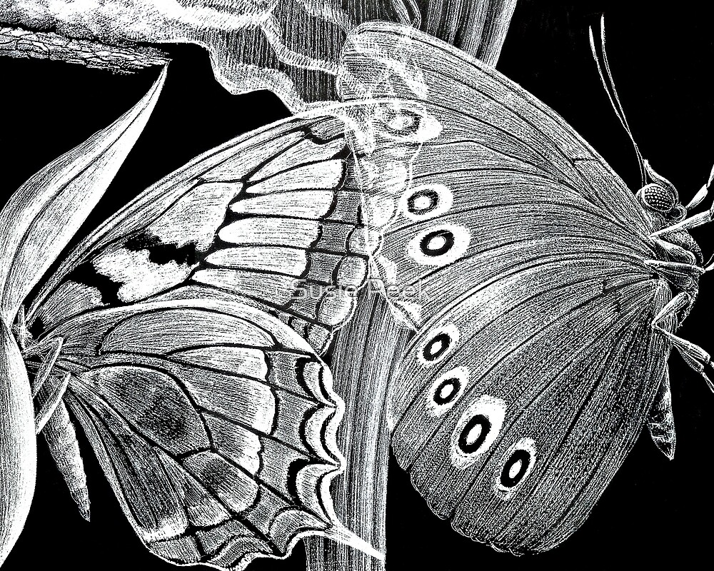 "Butterfly Etchings" by Susie Peek | Redbubble