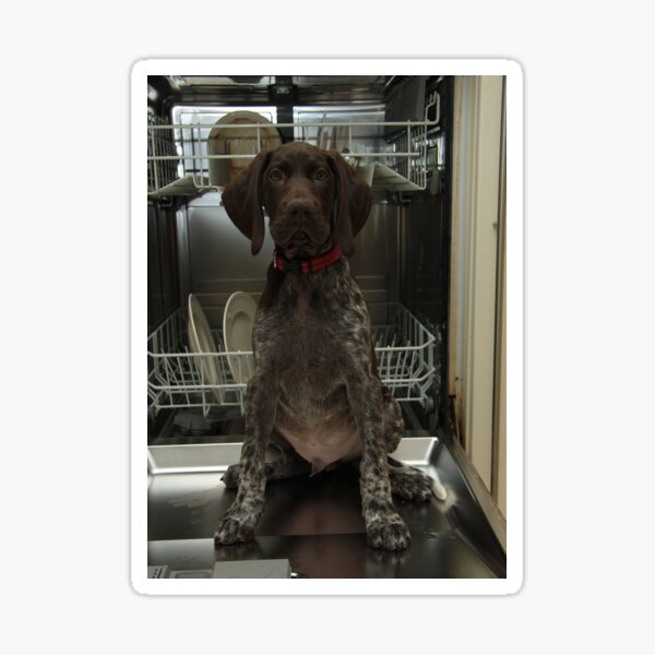 "Glossy Grizzly Dishwasher Dog" Sticker by GlossyGrizzly | Redbubble