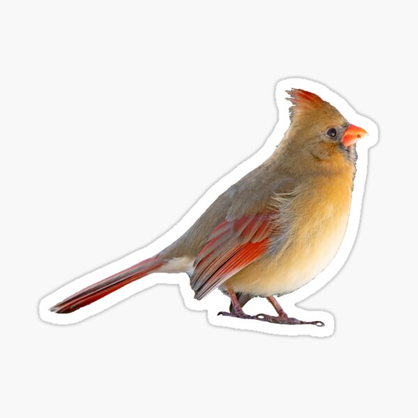 "Female Red Northern Cardinal Winter" Sticker by hummingbirds | Redbubble