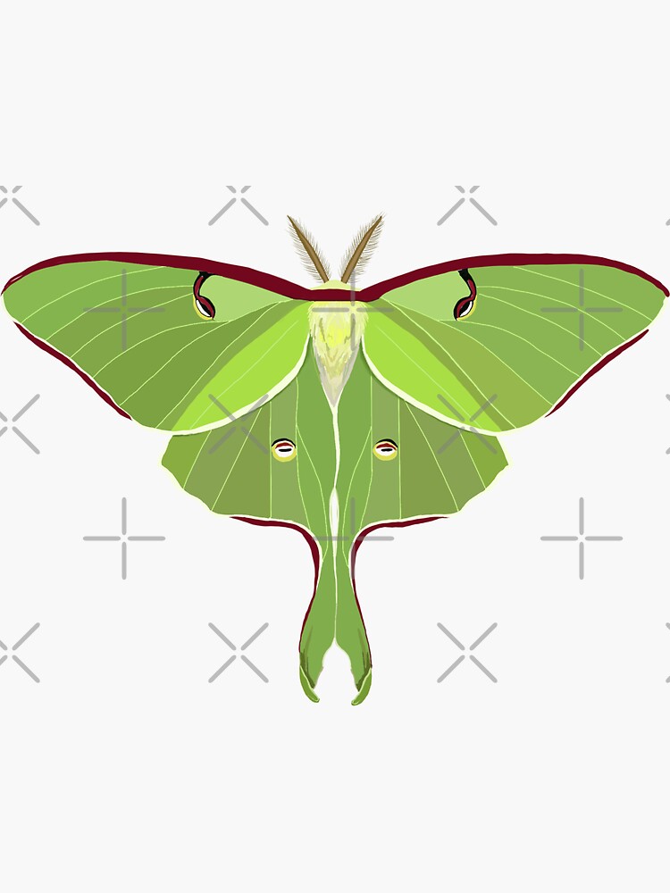 "Luna Moth Sticker" Sticker by Katlligraphy | Redbubble
