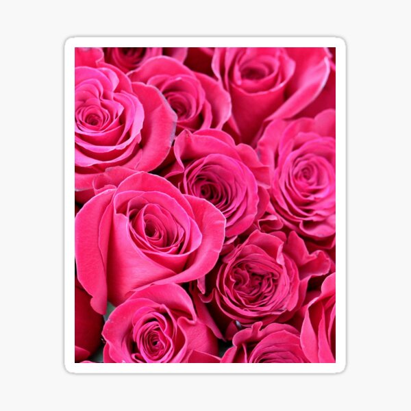 "Bright Pink Roses" Sticker for Sale by cgroenewald | Redbubble