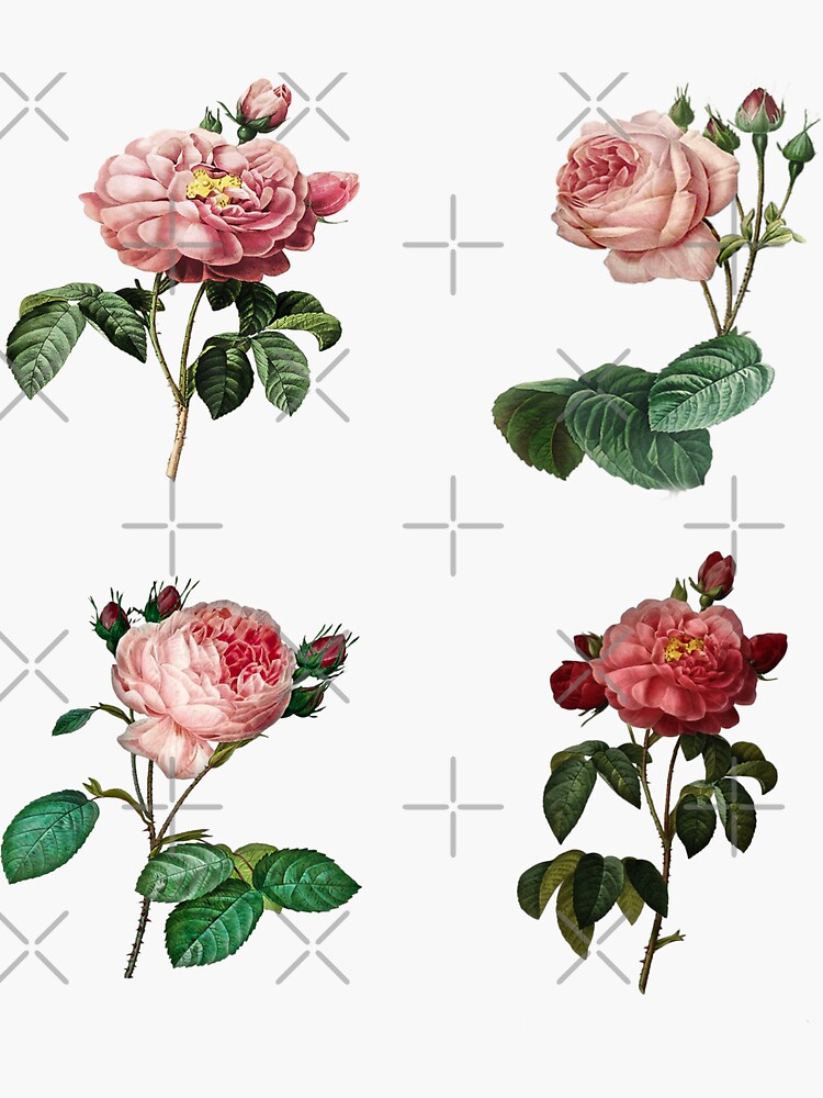 "Lovely Roses Sticker Pack" Sticker for Sale by Scubedesign | Redbubble