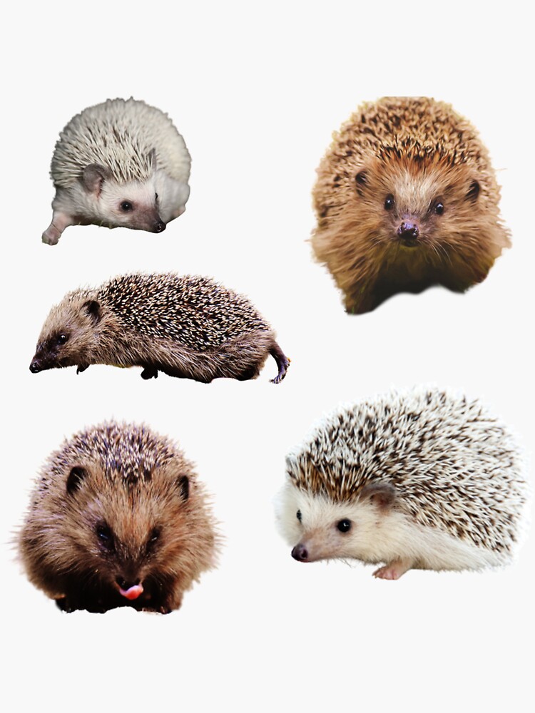 "Cute Hedgehog sticker pack" Sticker by simzzuk | Redbubble