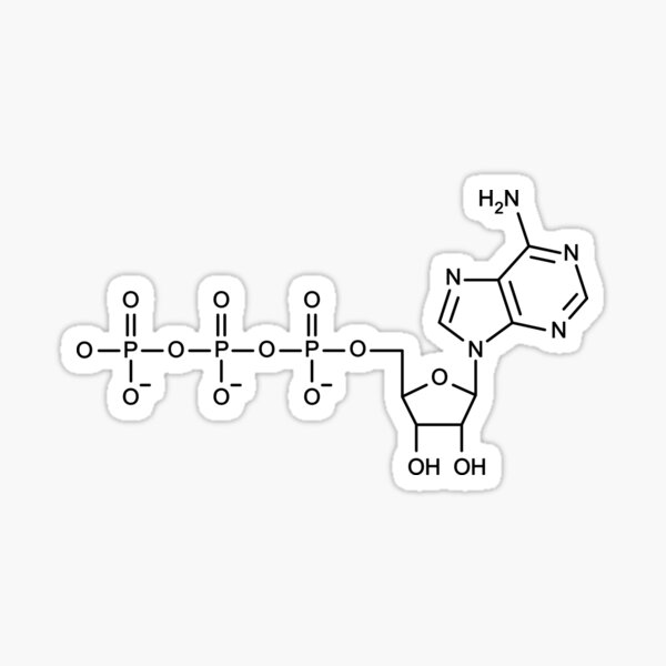 "ATP Biology Science Teacher Gift" Sticker for Sale by anassein | Redbubble