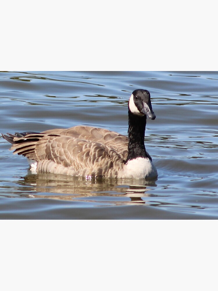 "Cruisin'" Sticker for Sale by MsTique | Redbubble