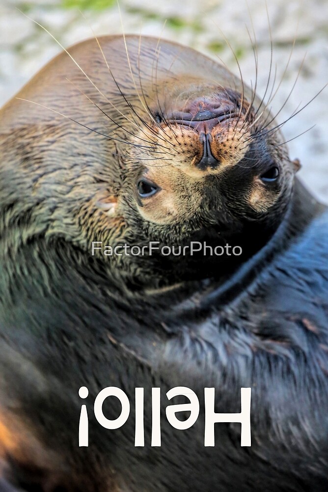 "Upside-down Hello!" by FactorFourPhoto | Redbubble