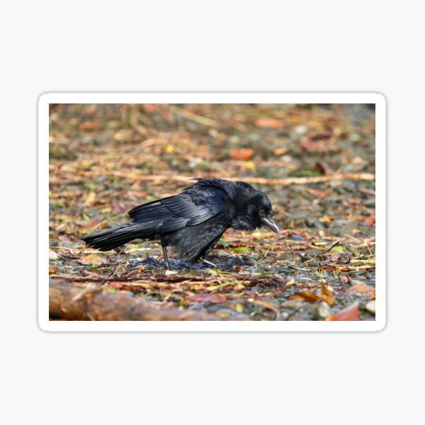 "Disgruntled crow" Sticker for Sale by GreyFeatherPhot | Redbubble
