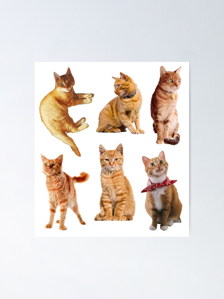 "Ginger Cat Sticker Pack" Poster by GroovyRaffRaff | Redbubble