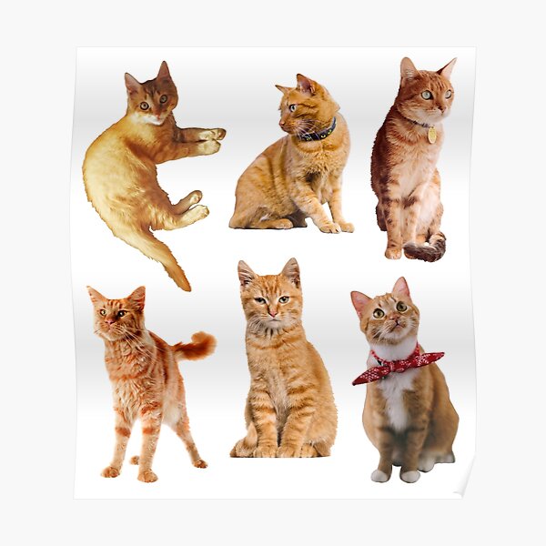 "Ginger Cat Sticker Pack" Poster by GroovyRaffRaff | Redbubble