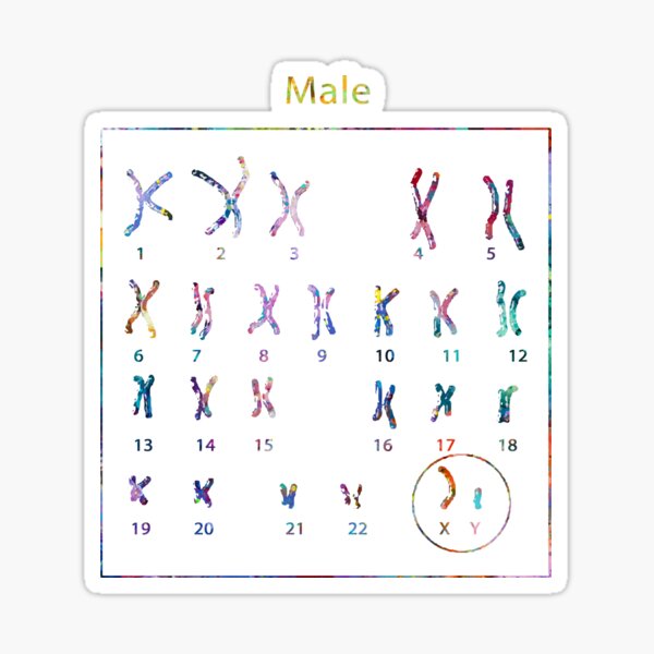 "Human Male Chromosomes" Sticker for Sale by EvasDreams | Redbubble