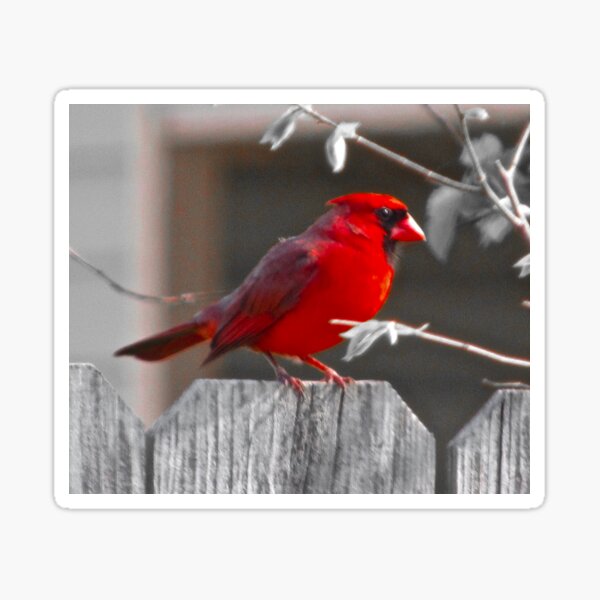 "Red Cardinal on BW" Sticker for Sale by CustomNatureArt | Redbubble