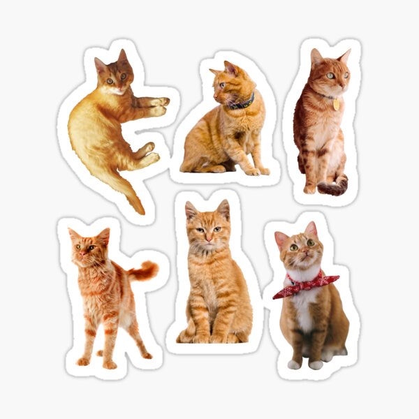"Ginger Cat Sticker Pack" Sticker by GroovyRaffRaff | Redbubble