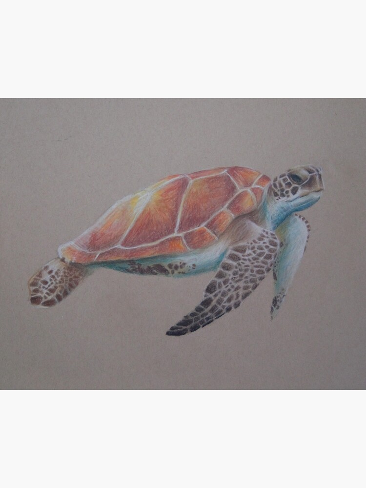 "Realistic Turtle Drawing" Poster for Sale by LucyJoan | Redbubble
