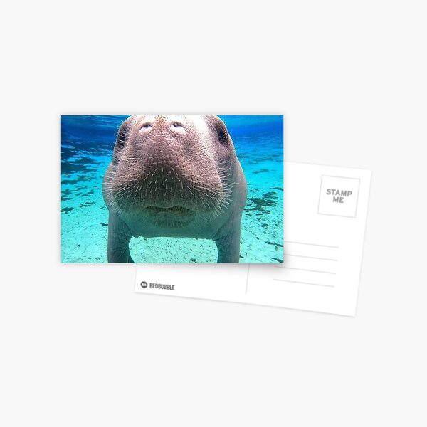 "Cute Florida Manatee Close-up Underwater" Postcard for Sale by ...
