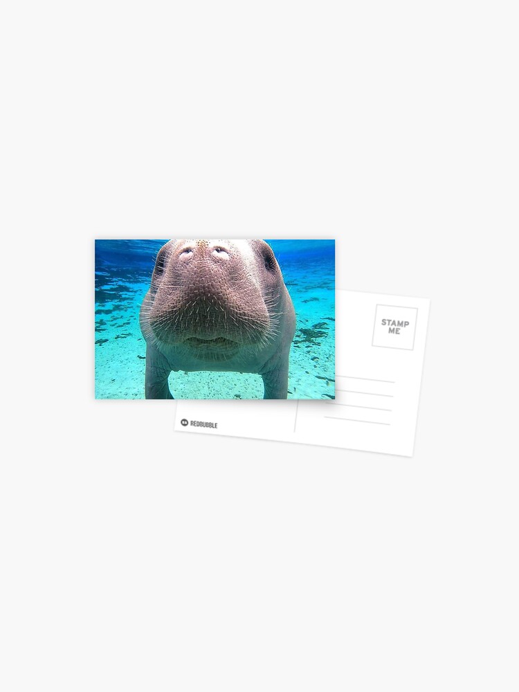 "Cute Florida Manatee Close-up Underwater" Postcard for Sale by ...
