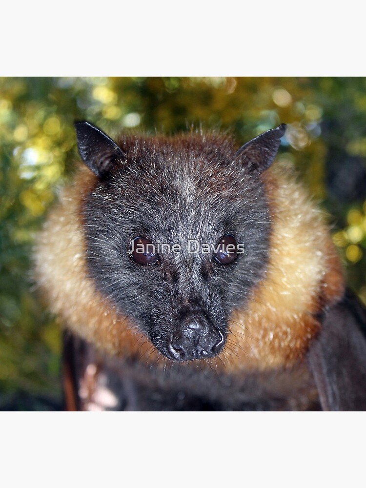 Poster « Walter - Renard volant à tête grise », par orcinus | Redbubble