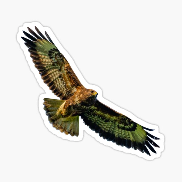 "Soaring high Buzzard" Sticker for Sale by Dalyn | Redbubble