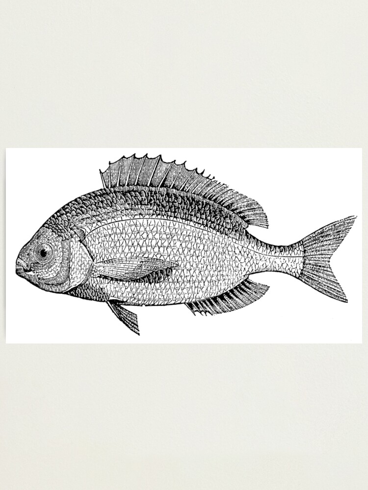 "Vintage Marine Sea Bream Fish Illustration Retro 1800s Black and White ...