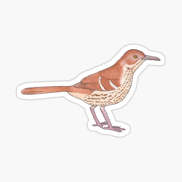 "Brown Thrasher bird species watercolor art" Sticker for Sale by ...