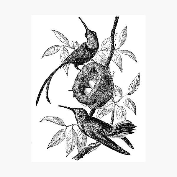 Lámina fotográfica «Vintage Hummingbird Bird Nest Ilustración Retro ...