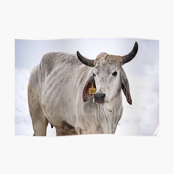 "White Brahman" Poster for Sale by jacindasgarner | Redbubble
