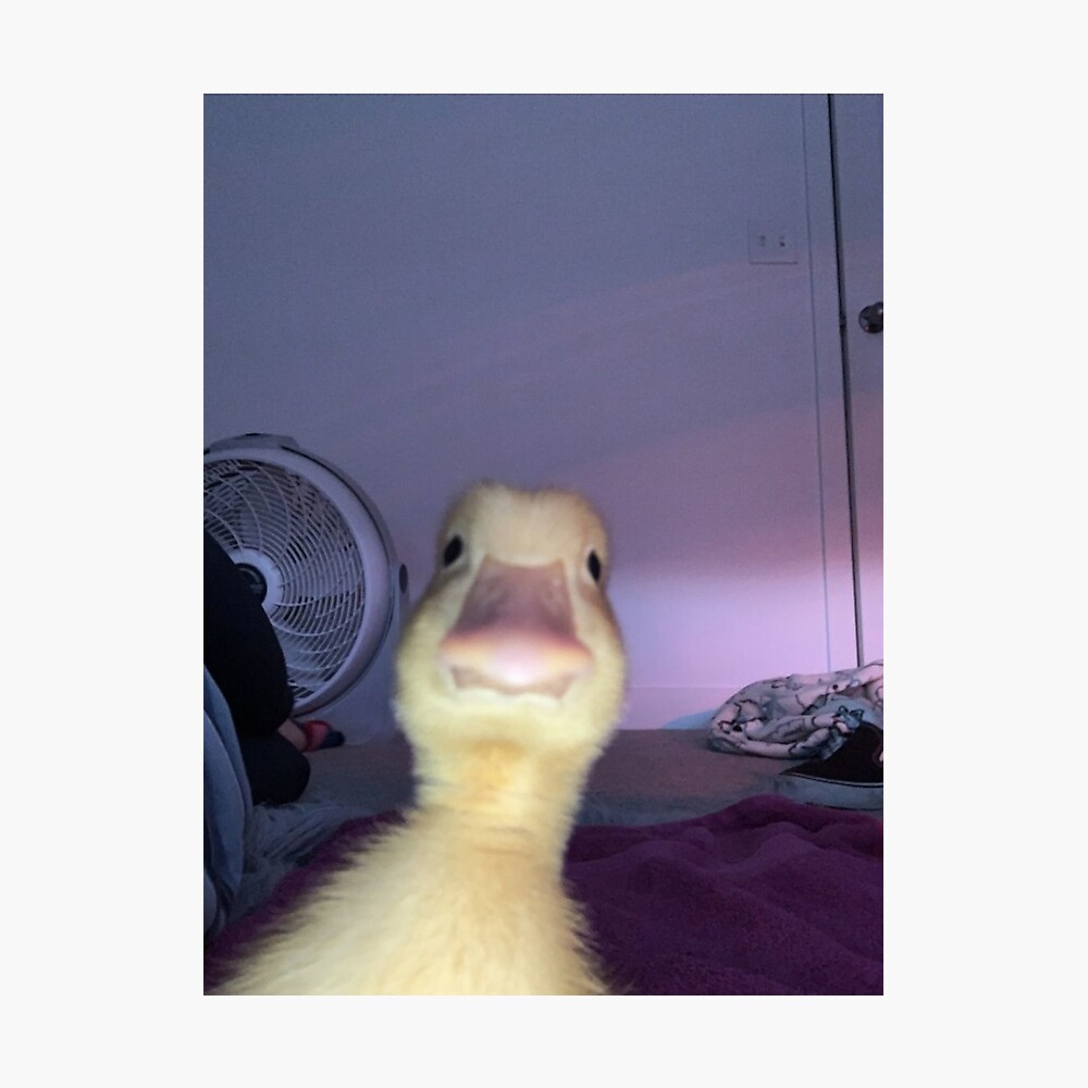 Baby Duck Face Meme 710+ Funny Mallard Duck Face Stock Photos,