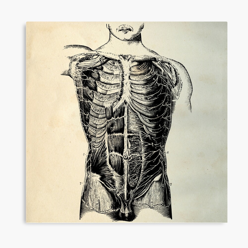 Vintage Anatomical Drawing