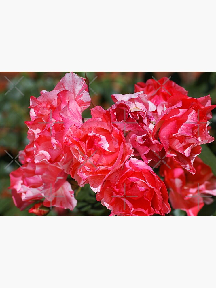 "Grimaldi Rose Variegated Red " Sticker for Sale by bubbleblue | Redbubble