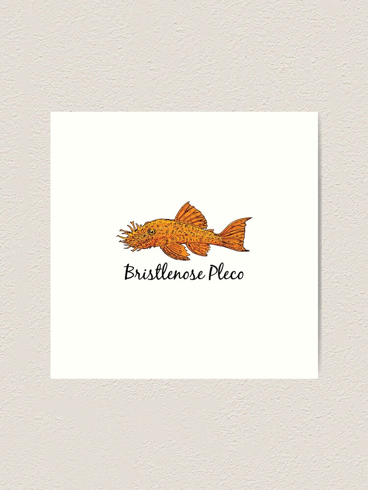 "Bristlenose Pleco - For all pleco lovers" Art Print for Sale by ...