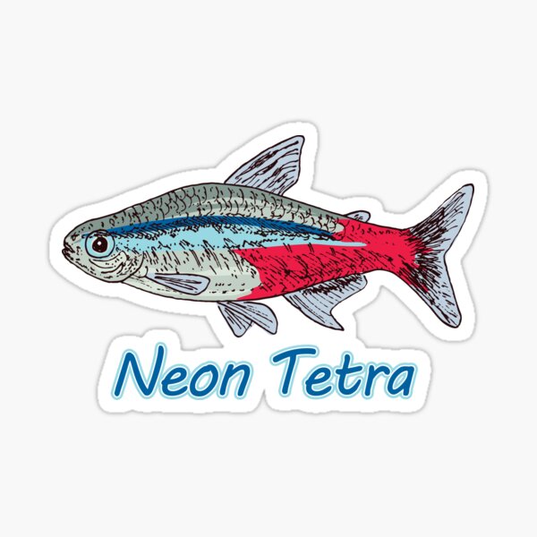 "Neon Tetra - For all neon tetra lovers" Sticker by AquariumExp | Redbubble