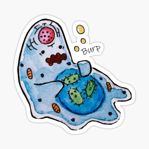 "Stuffed Amoeba " Sticker for Sale by RachScribbles | Redbubble