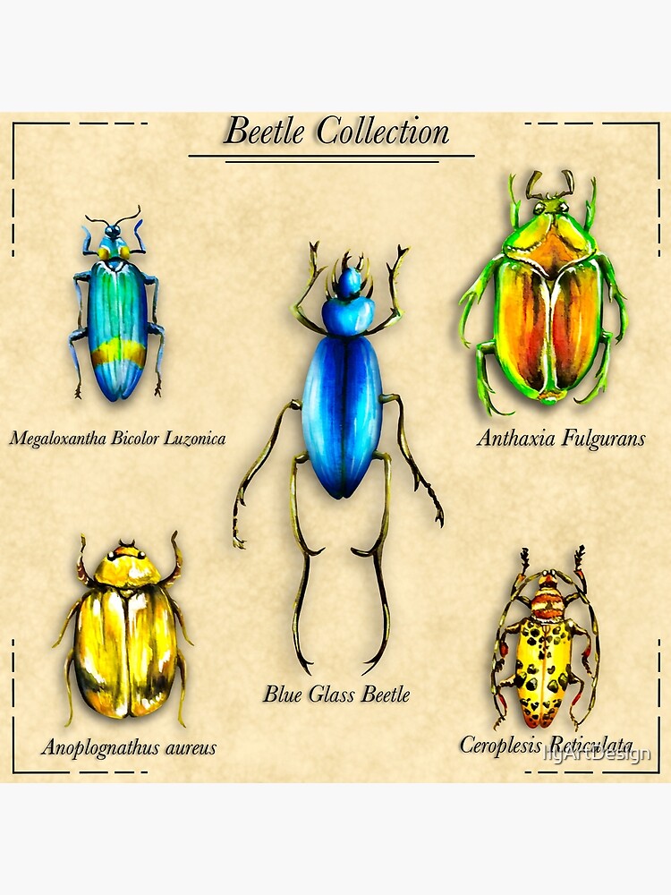 "Beetles Wall Art Beetle Collection Art Print Beetle Insect Art Framed ...