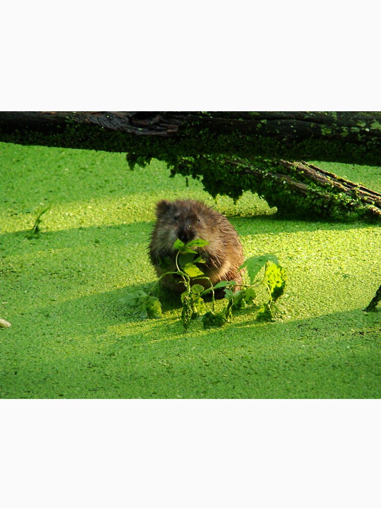 "Muskrat Susie or Muskrat Sam" T-shirt for Sale by sneffy | Redbubble ...