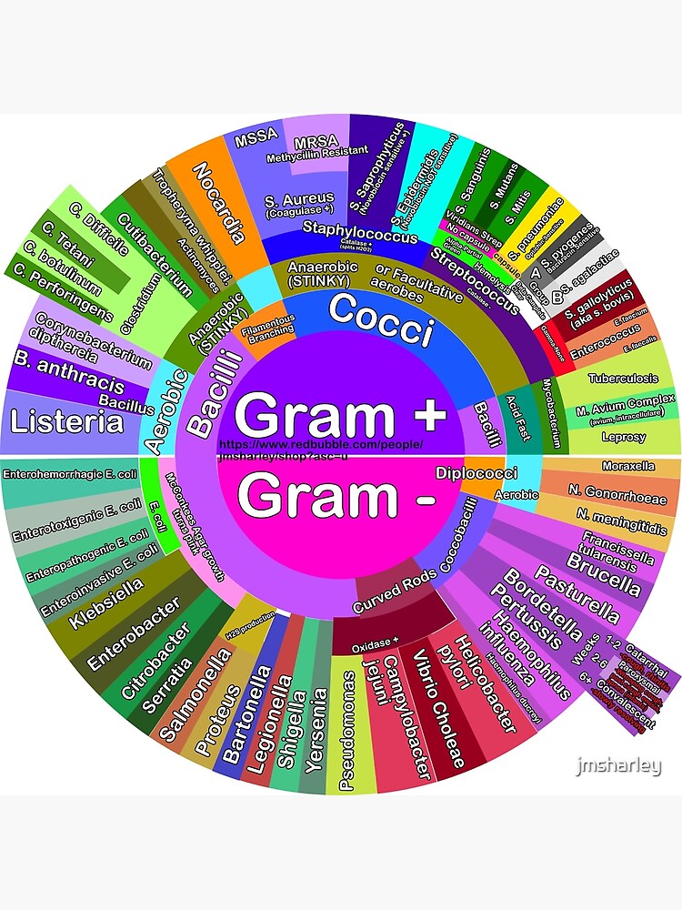 Bacteria Study Sticker- Gram Positive and Negative Premium Matte ...