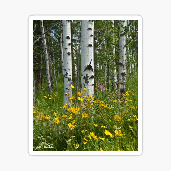"Aspen Trees and Wildflowers" Sticker by JeffGoulden | Redbubble