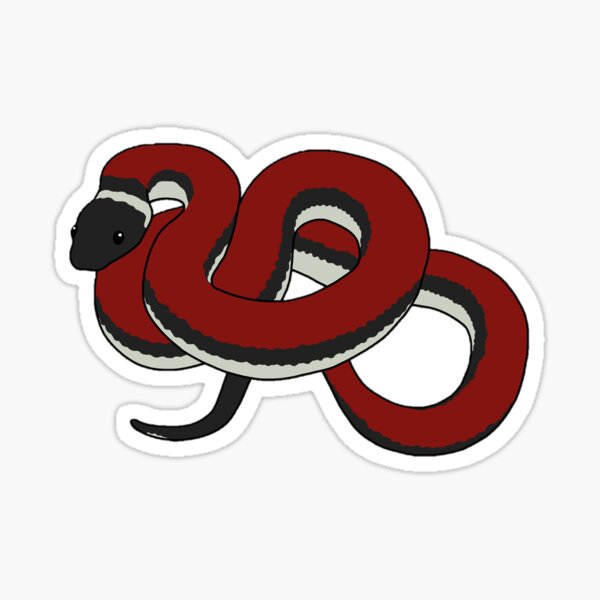 "Imperial Pueblan Milk Snake" Sticker for Sale by taylorrowan | Redbubble