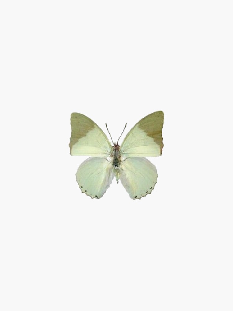 "sage green moth" Sticker for Sale by stickerslivvy | Redbubble