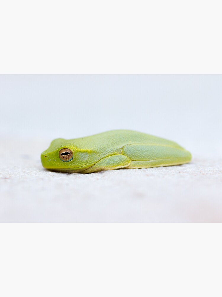 "Dainty Tree Frog (Litoria gracilenta)" Sticker for Sale by ...