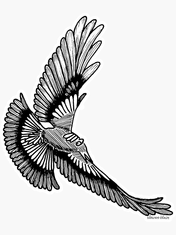 "Swooping Magpie" Sticker by enslavingblair | Redbubble