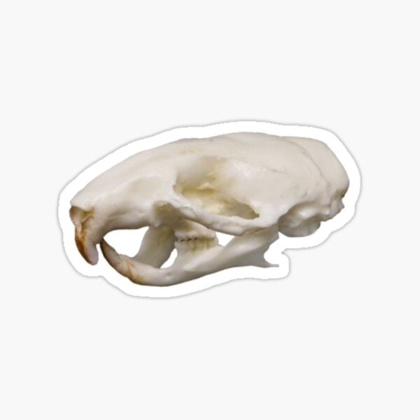 "mouse animal skull" Sticker for Sale by stickerslivvy | Redbubble