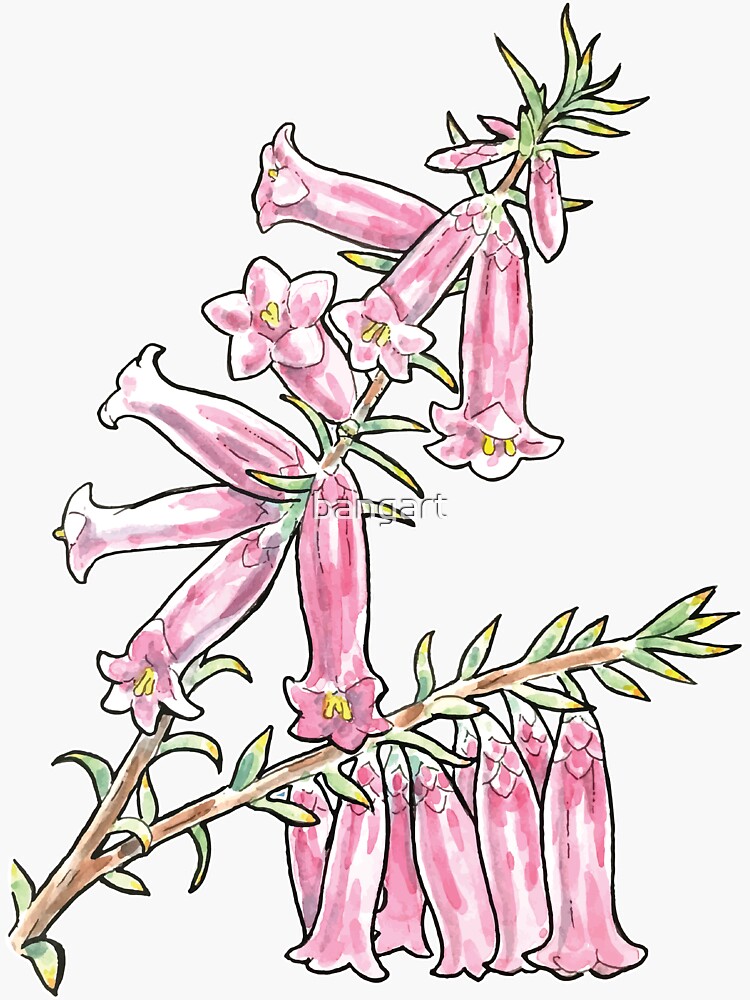 "Common Heath - Epacris impressa" Sticker for Sale by bangart | Redbubble
