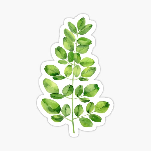 "Moringa. Tropical tree branch." Sticker for Sale by artbyasolo | Redbubble