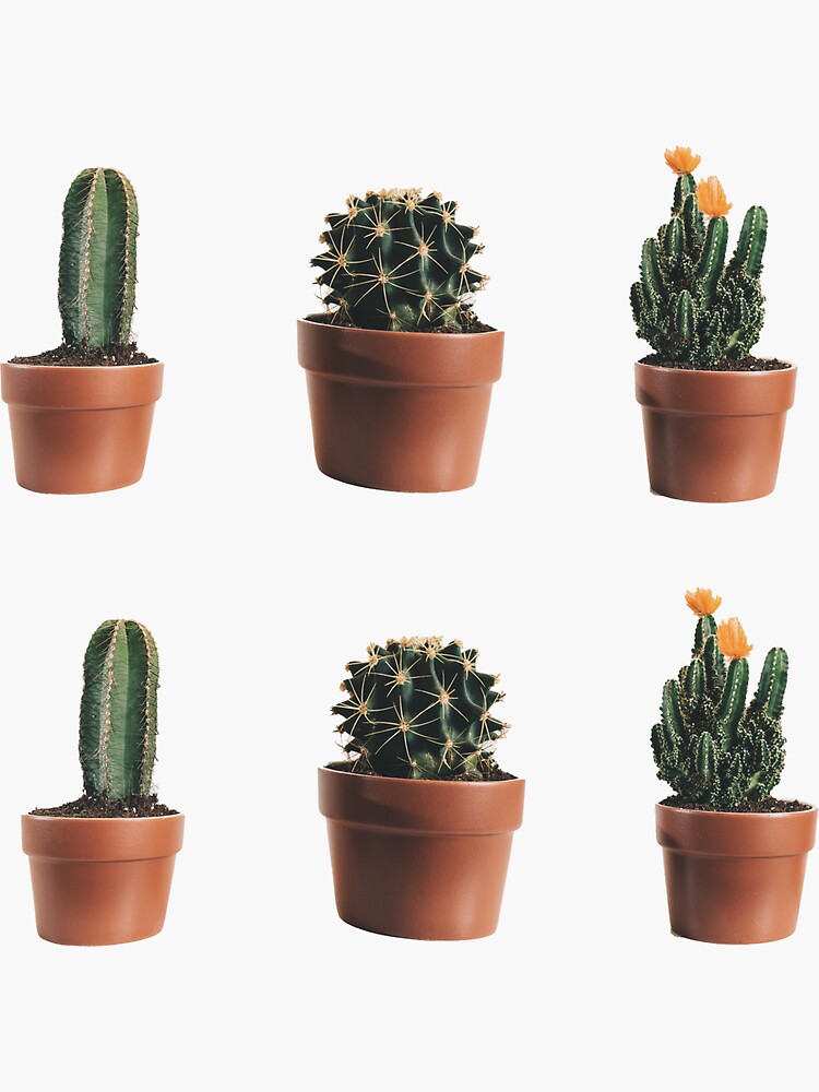 "Cactus Cacti Sticker Pack" Sticker for Sale by CentralDesignz | Redbubble