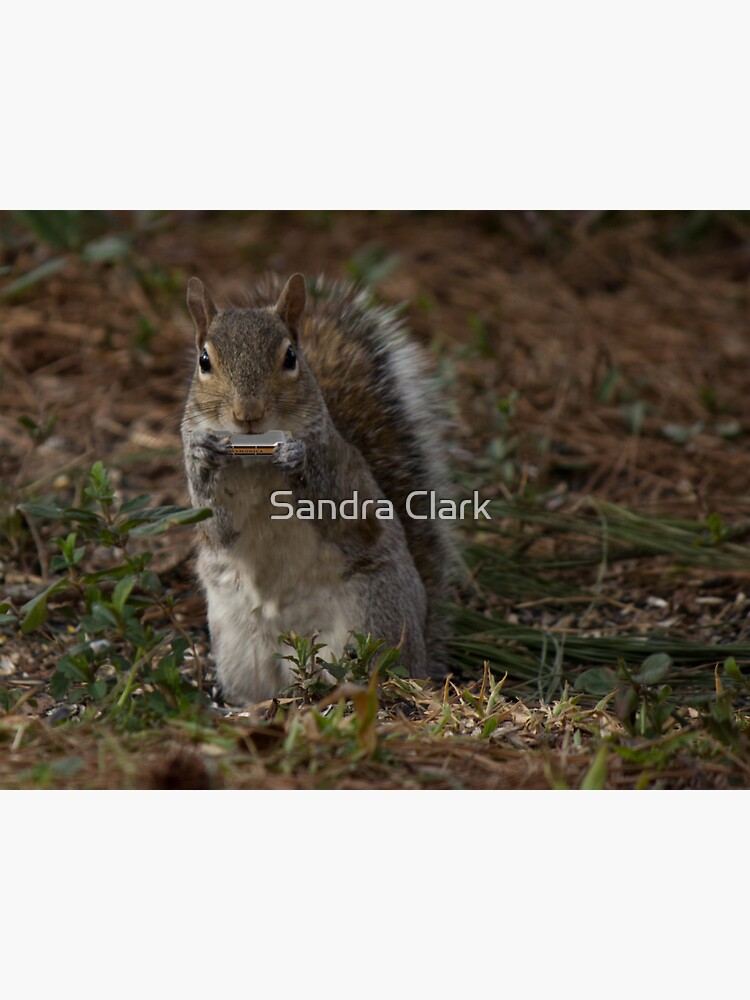 "Harmonica, Dylan the Squirrel" Sticker for Sale by slclark | Redbubble