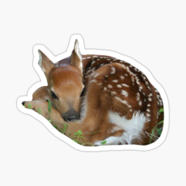 "sweet forest fawn" Sticker for Sale by stickerslivvy | Redbubble
