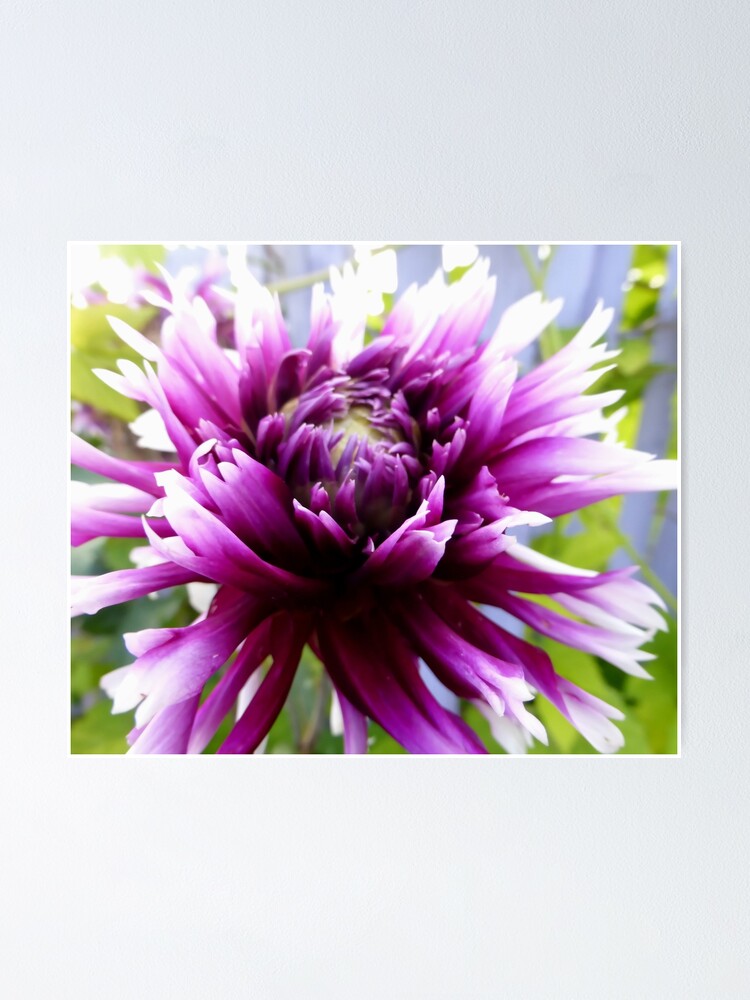 "Two-color" Poster by TenelArt | Redbubble