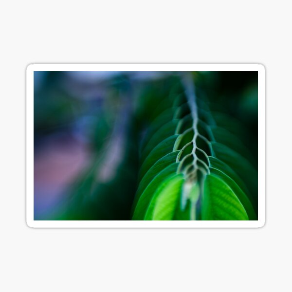 "levels of branch" Sticker for Sale by Stran9e | Redbubble