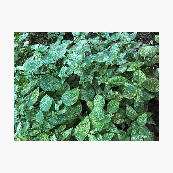 Lámina fotográfica «Hojas zen verdes naturales y relajantes del bosque ...